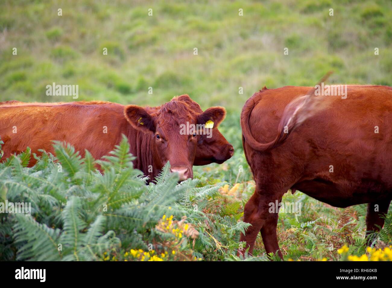 Devon Red Ruby Cows (Bos taurus) Grazing on Upland Heath by Wistmans ...