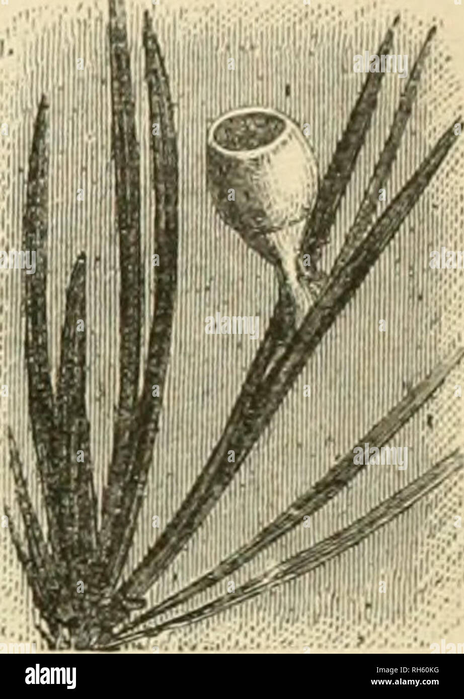 G boif hi-res stock photography and images - Alamy