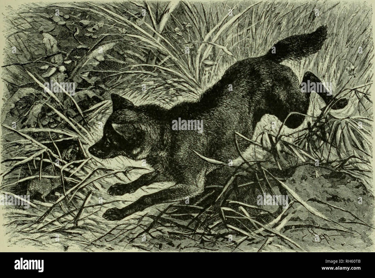 . Brehm's Life of animals : a complete natural history for popular home ...