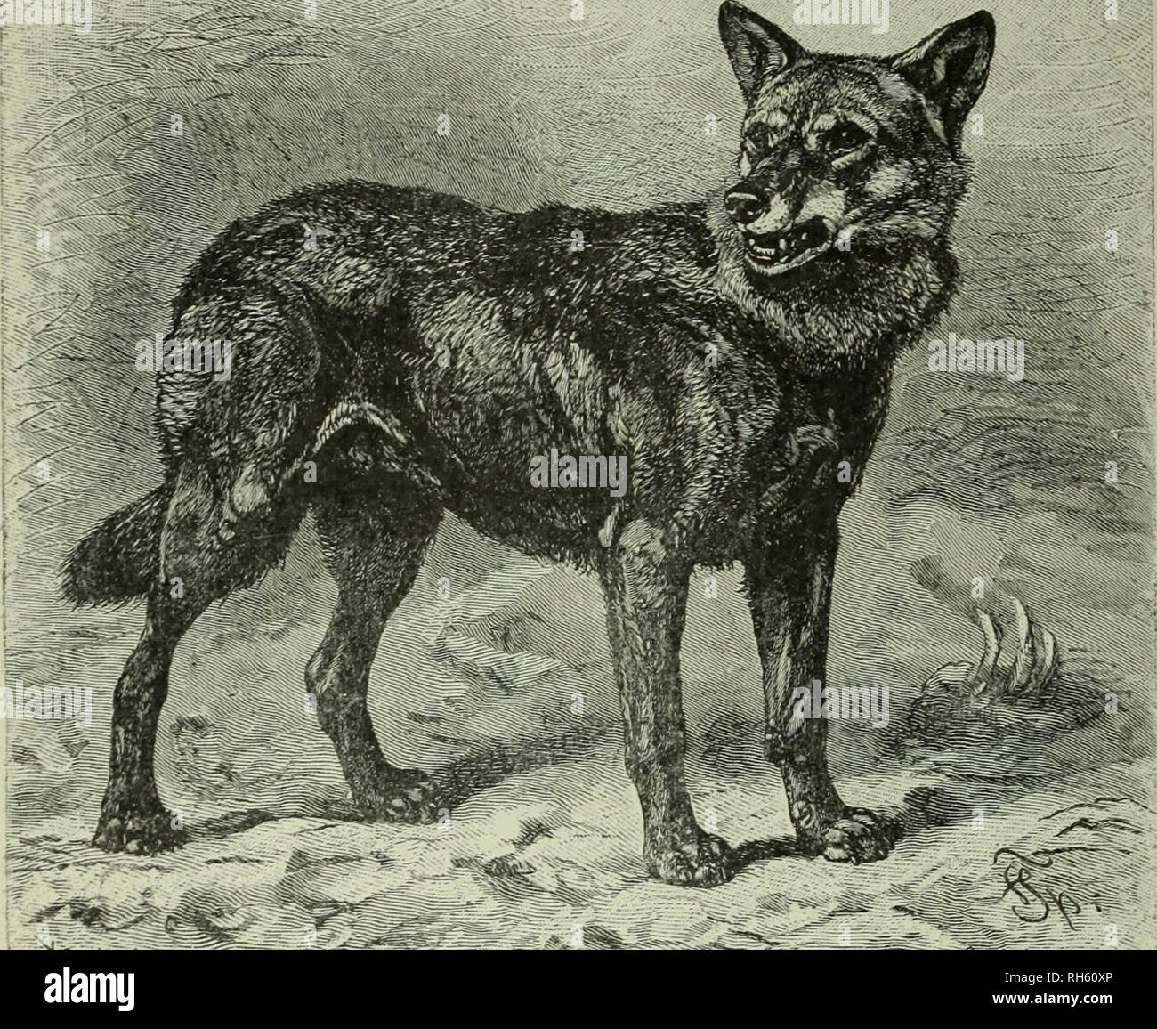 Blunt claws hi-res stock photography and images - Alamy