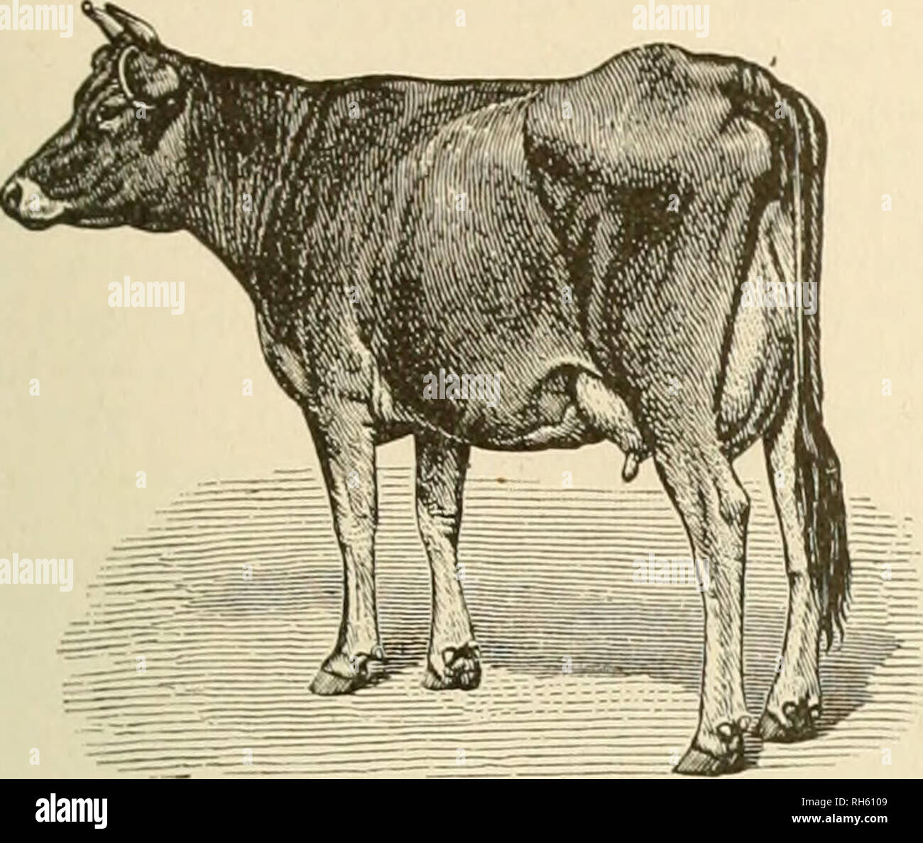 Two horned animals caught hi-res stock photography and images - Alamy