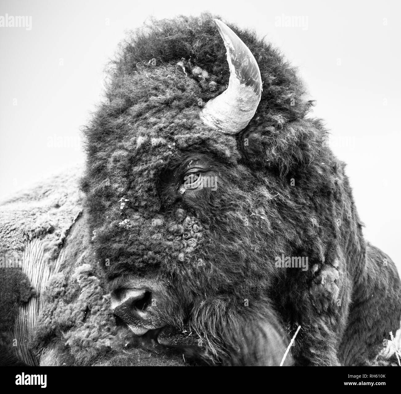 Bison Laying Down Stock Photo - Alamy