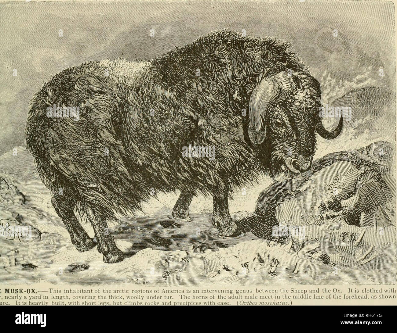 . Brehm's Life of animals : a complete natural history for popular home ...