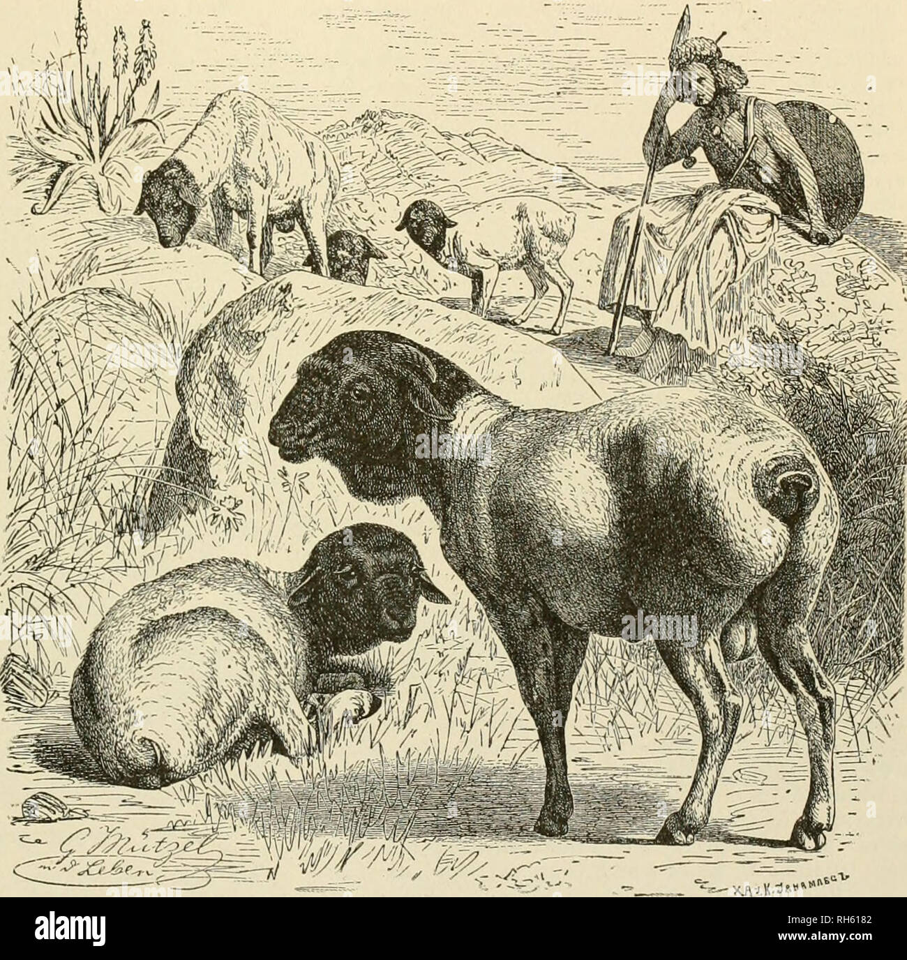 Musk ox wolf hi-res stock photography and images - Alamy