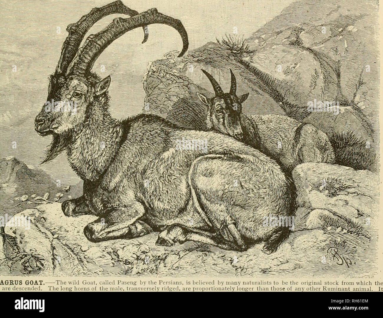 . Brehm's Life of animals : a complete natural history for popular home ...