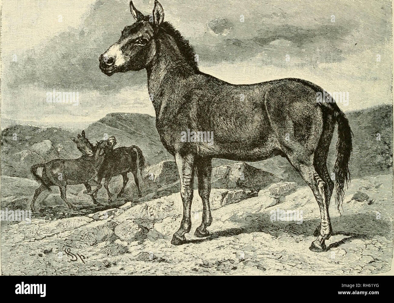 Arid environs hi-res stock photography and images - Alamy