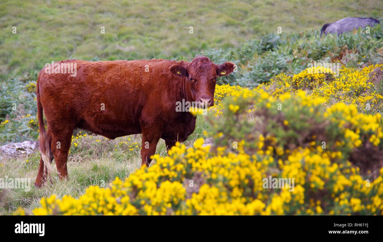 Devon Red Ruby Cows (Bos taurus) Grazing on Upland Heath by Wistmans ...