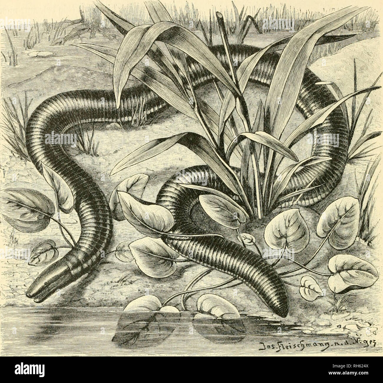 Ichthyophis hi-res stock photography and images - Alamy