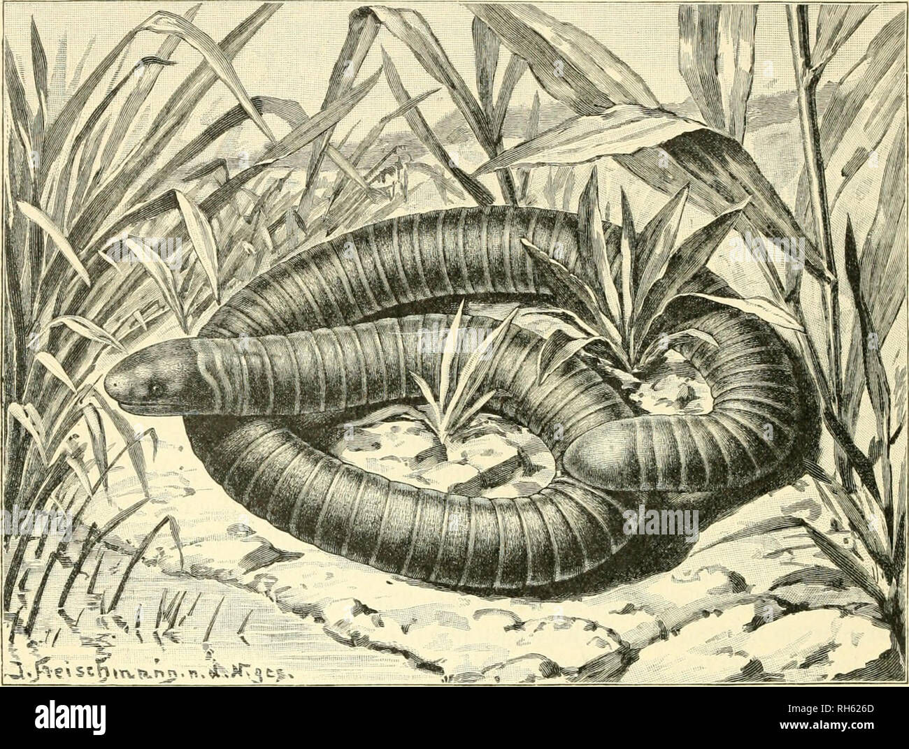 Ichthyophis hi-res stock photography and images - Alamy