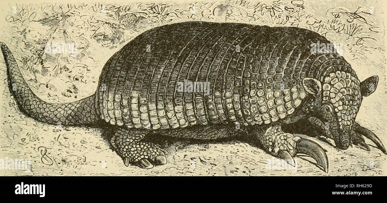 Two armadillos armadillos hi-res stock photography and images - Alamy