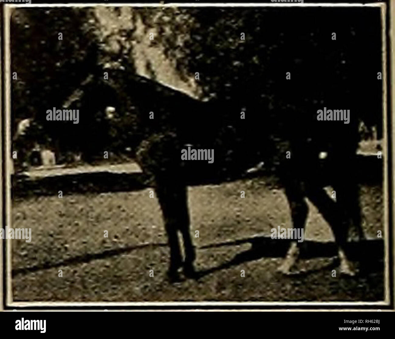 Johnny colt hi-res stock photography and images - Alamy