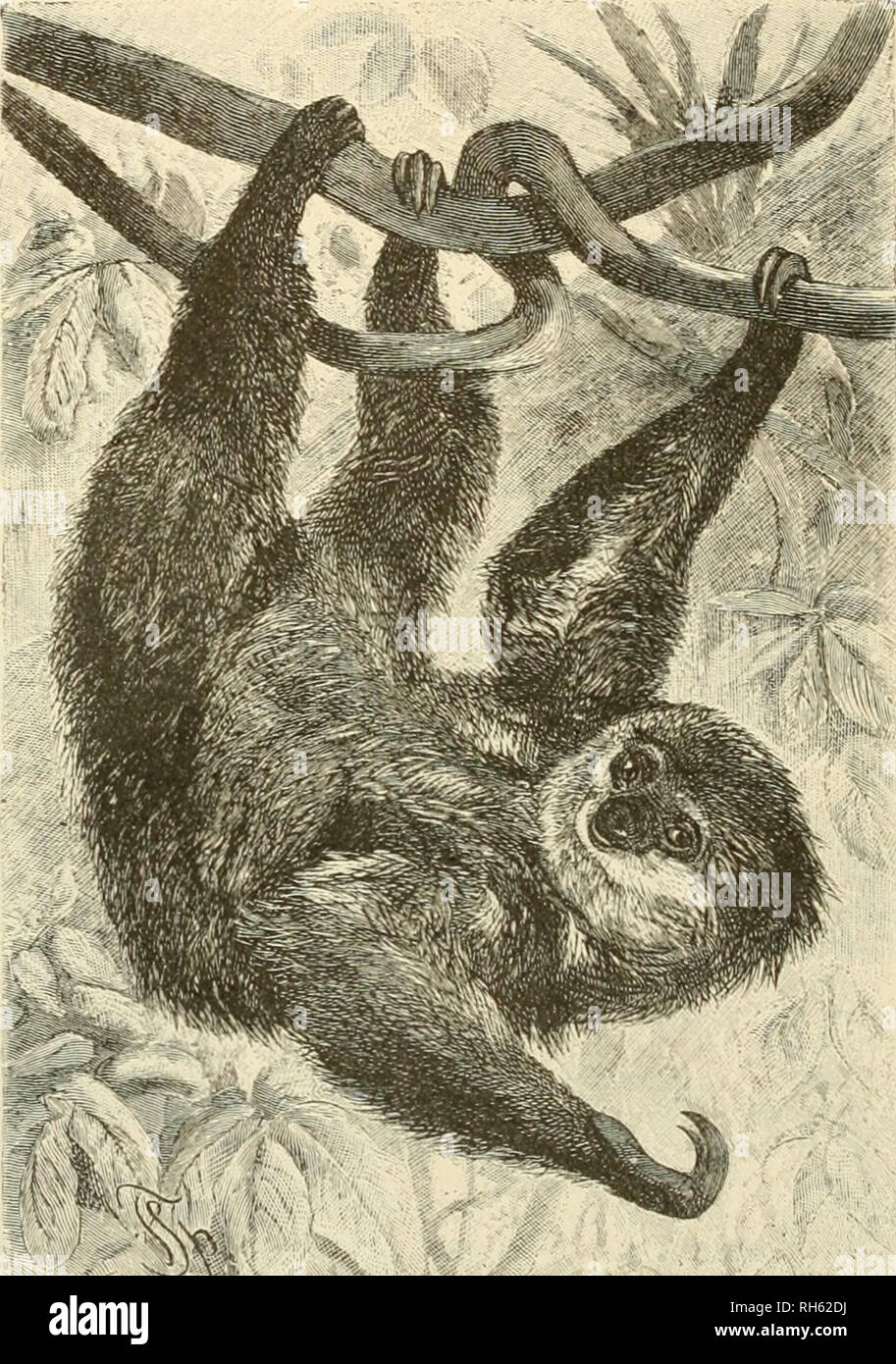 Toothless upper jaw hi-res stock photography and images - Alamy