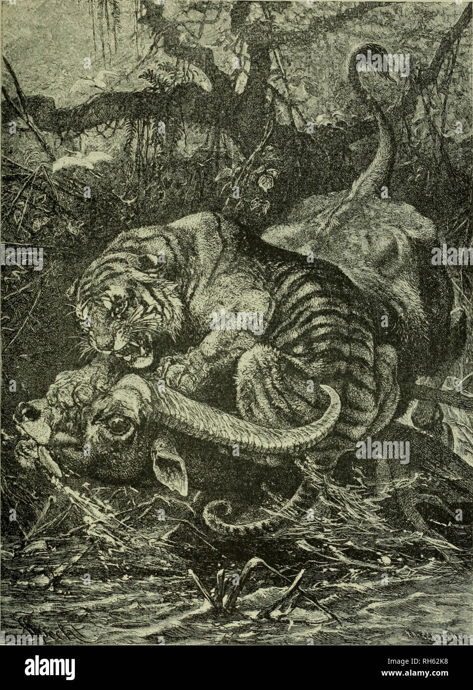 Tiger in stealth hi-res stock photography and images - Alamy