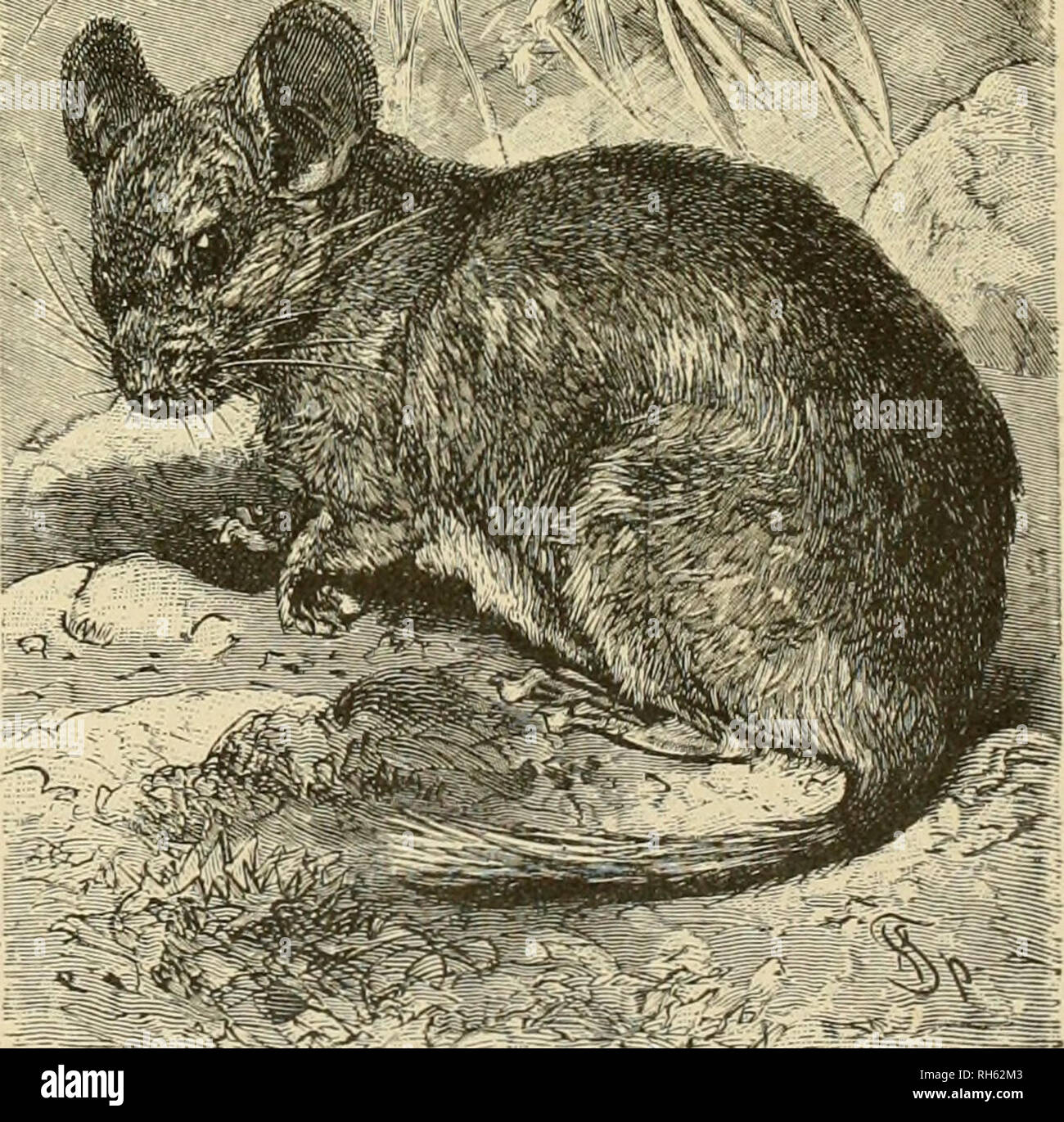 . Brehm's Life of animals : a complete natural history for popular home ...