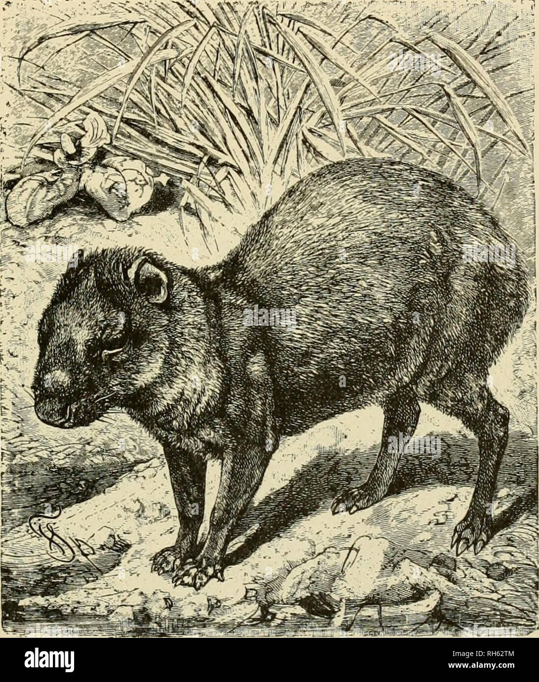 Agouti paca hi-res stock photography and images - Alamy