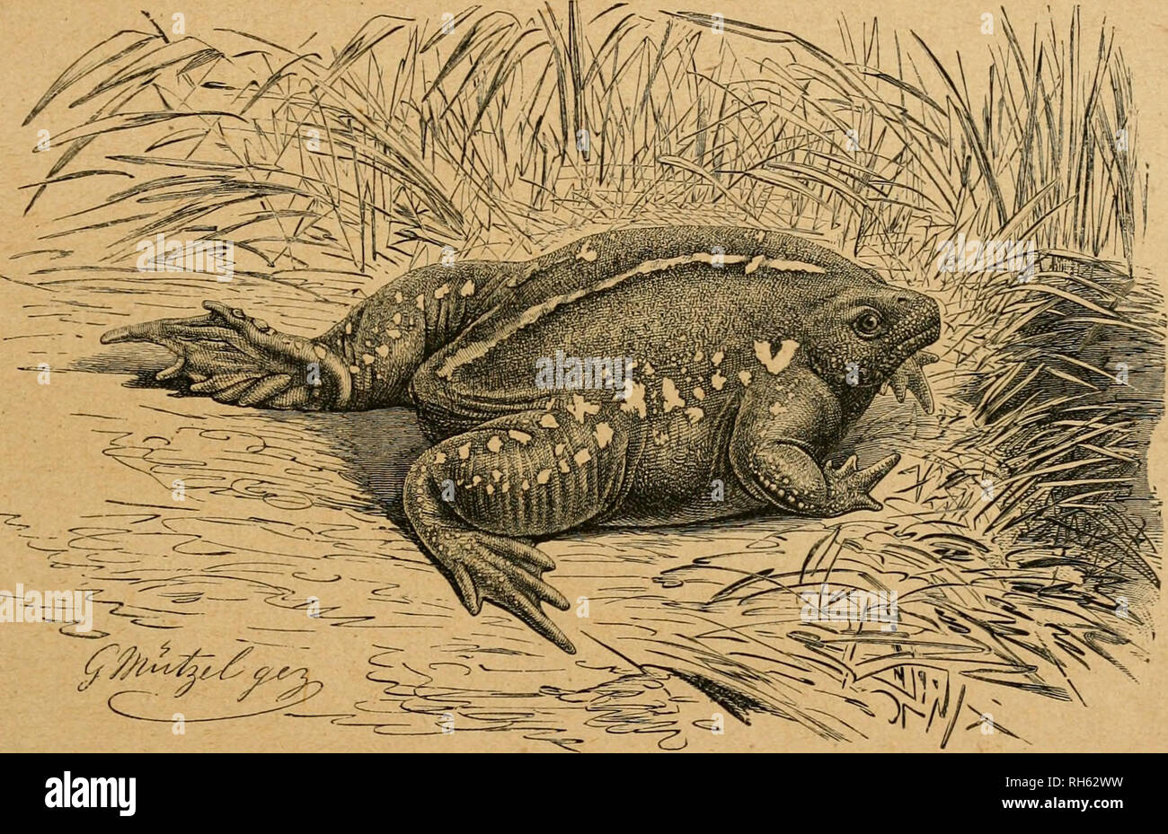 Eiber hi-res stock photography and images - Alamy