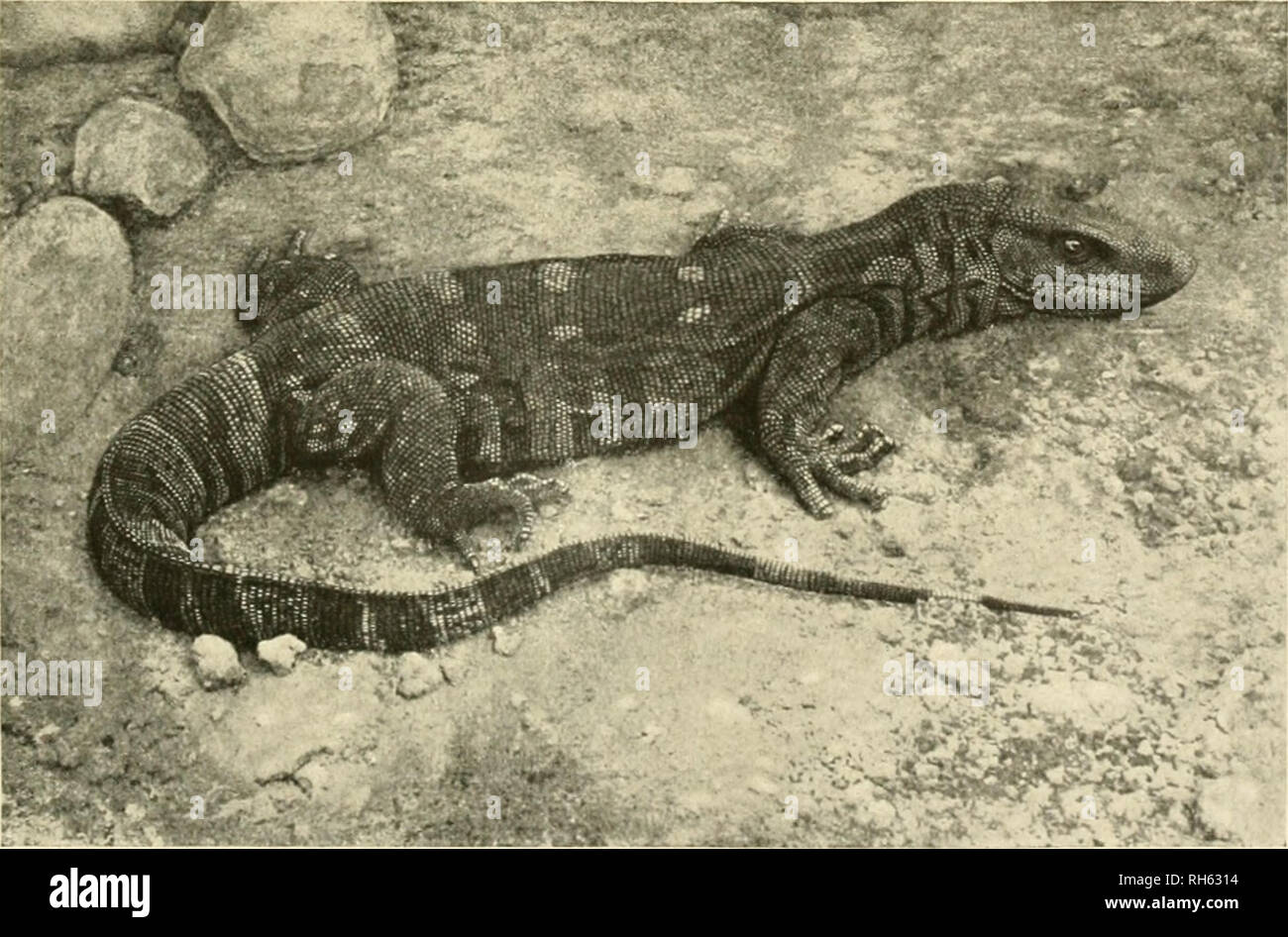 Varanus griseus hi-res stock photography and images - Alamy