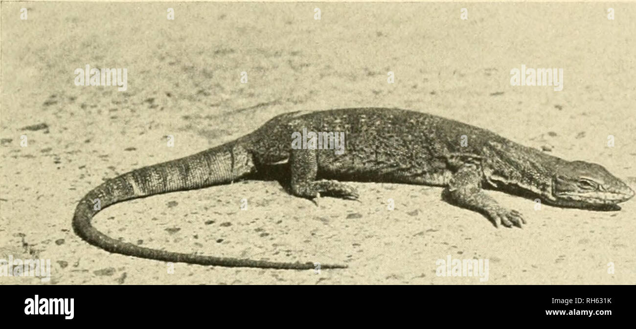 Varanus griseus griseus hi-res stock photography and images - Alamy
