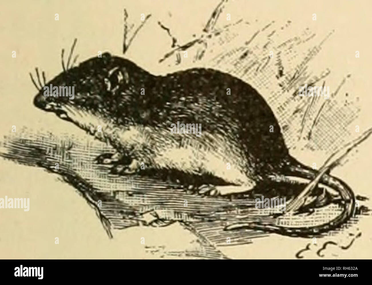 Mole heaps hi-res stock photography and images - Alamy