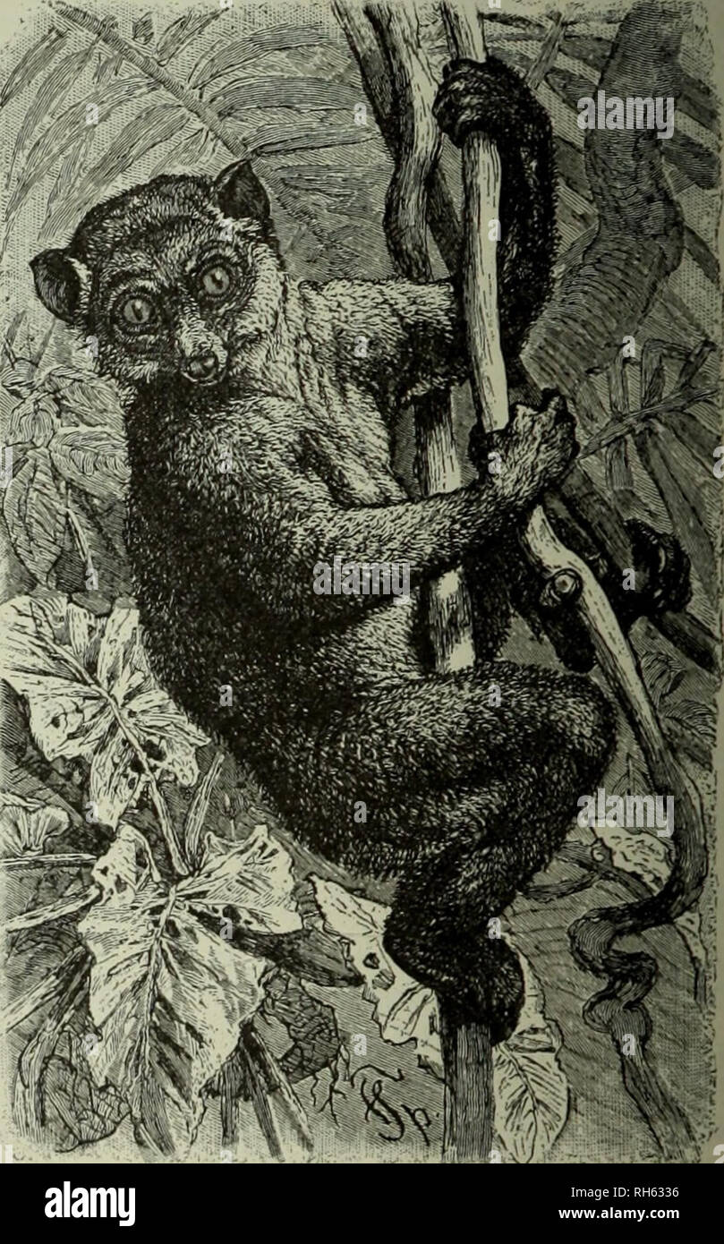 . Brehm's Life of animals : a complete natural history for popular home ...