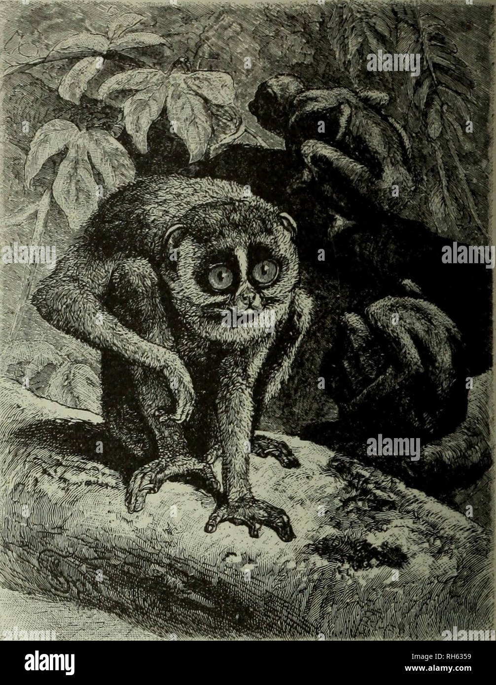 Slow loris food hi-res stock photography and images - Alamy