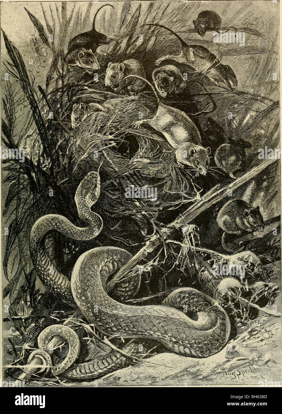 . Brehm's Life of animals : a complete natural history for popular home ...