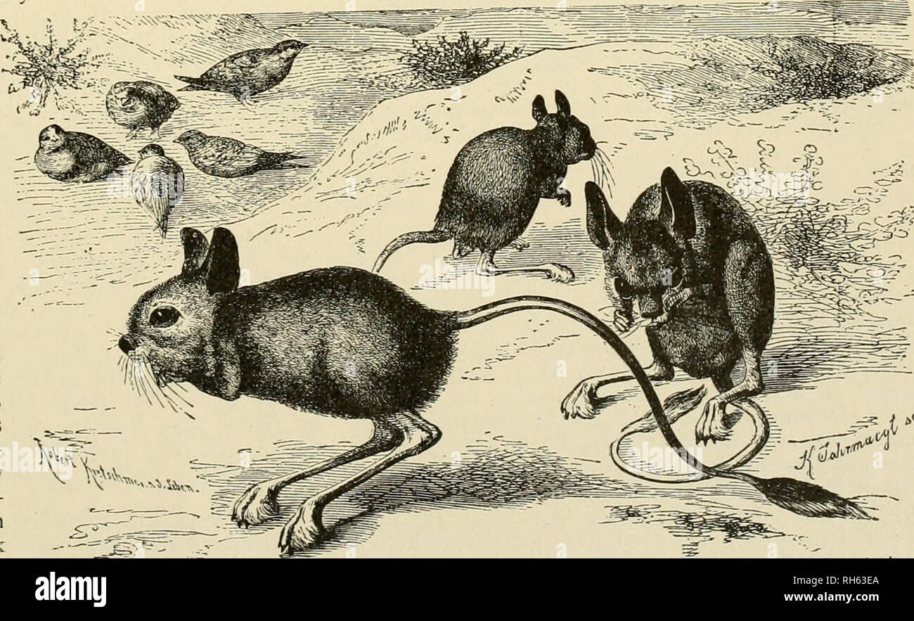 Famous Animals In History