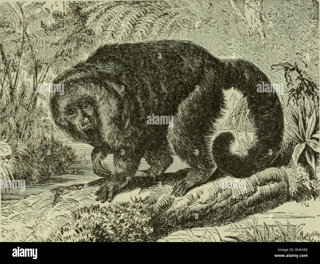 Feo mono hi-res stock photography and images - Alamy