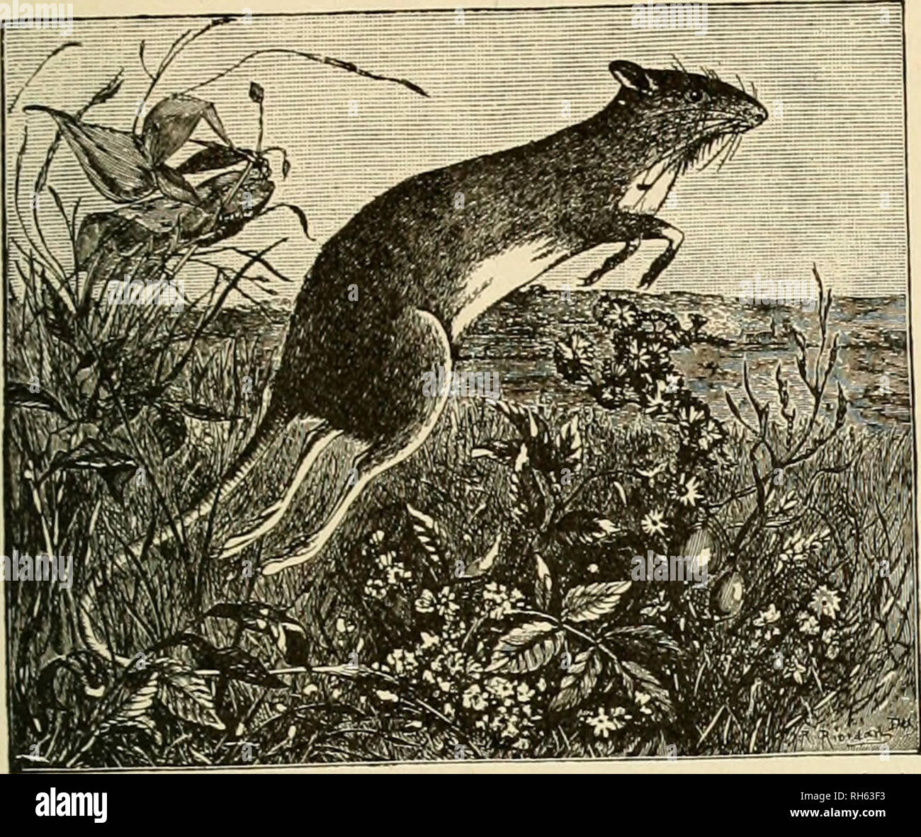 Famous Animals In History