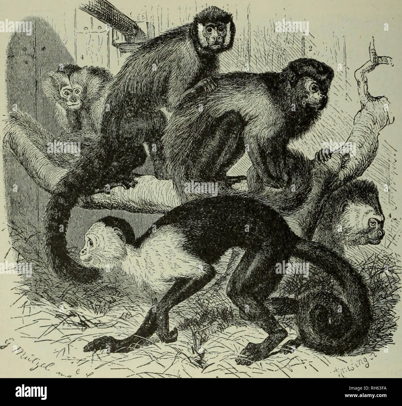 Organ grinders with monkeys hi-res stock photography and images - Alamy