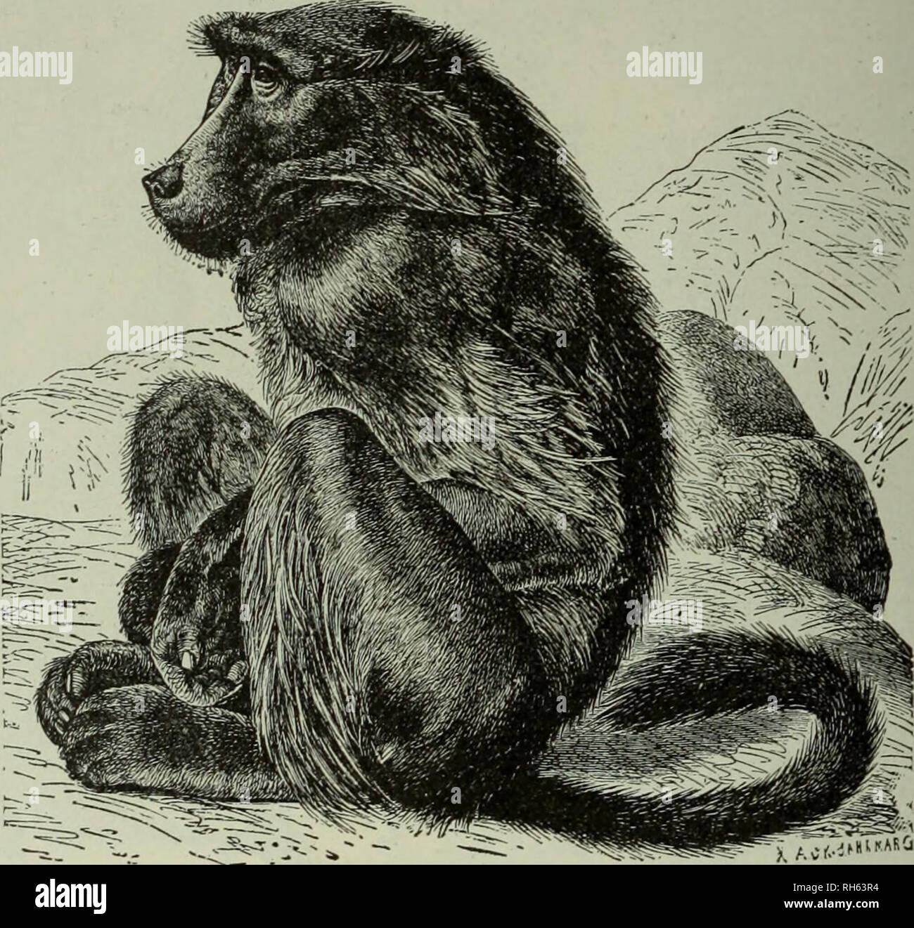 History of animals, aristotle hi-res stock photography and images - Alamy