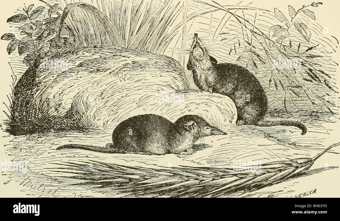 Shrew teeth hi-res stock photography and images - Alamy