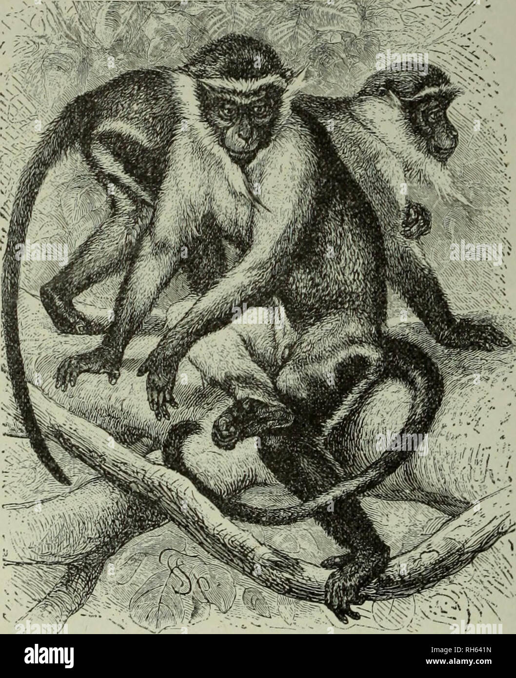 Thumbless monkeys hi-res stock photography and images - Alamy