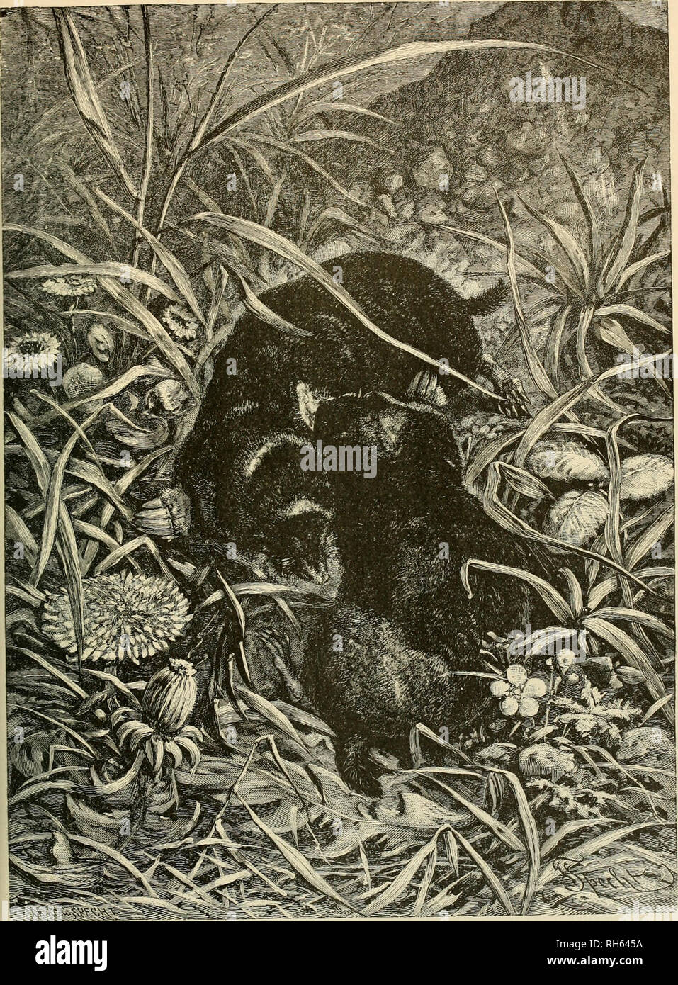 . Brehm's Life of animals : a complete natural history for popular home ...