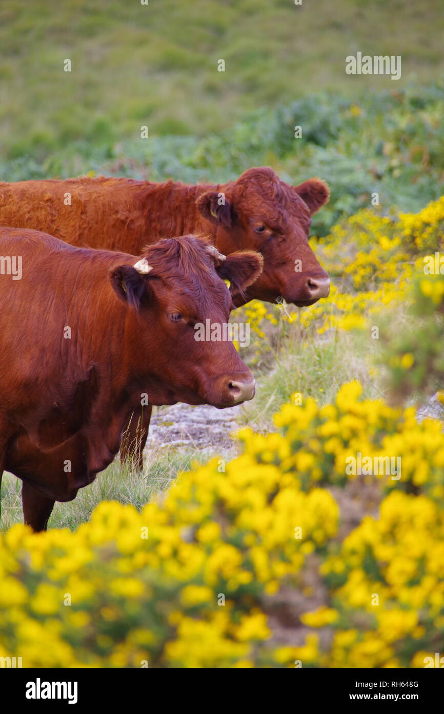 Devon Red Ruby Cows (Bos taurus) Grazing on Upland Heath by Wistmans ...