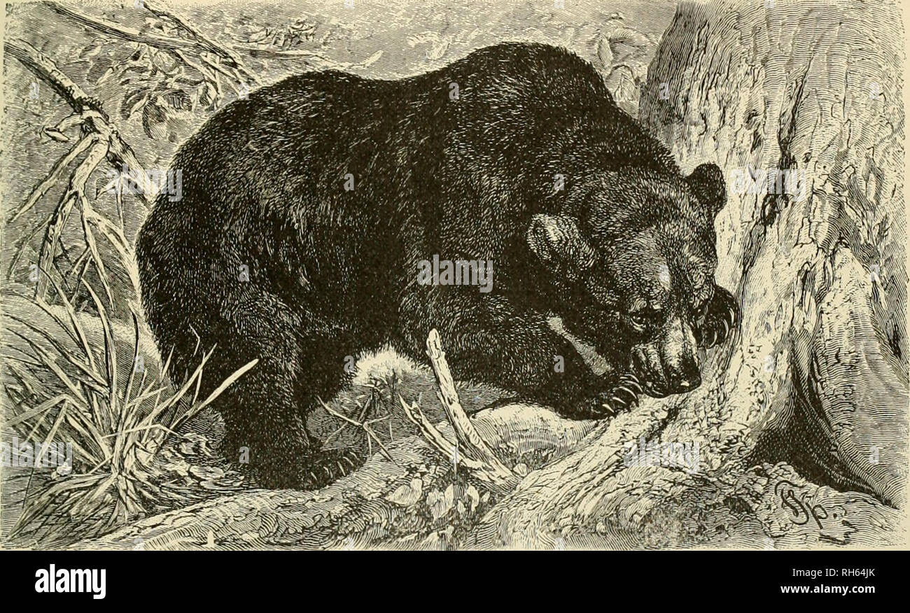 . Brehm's Life of animals : a complete natural history for popular home ...