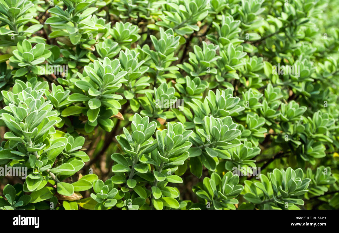 Leaves of plant as green background and plant texture Stock Photo - Alamy