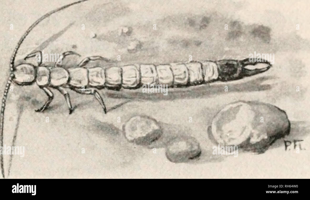 Projapygidae hi-res stock photography and images - Alamy