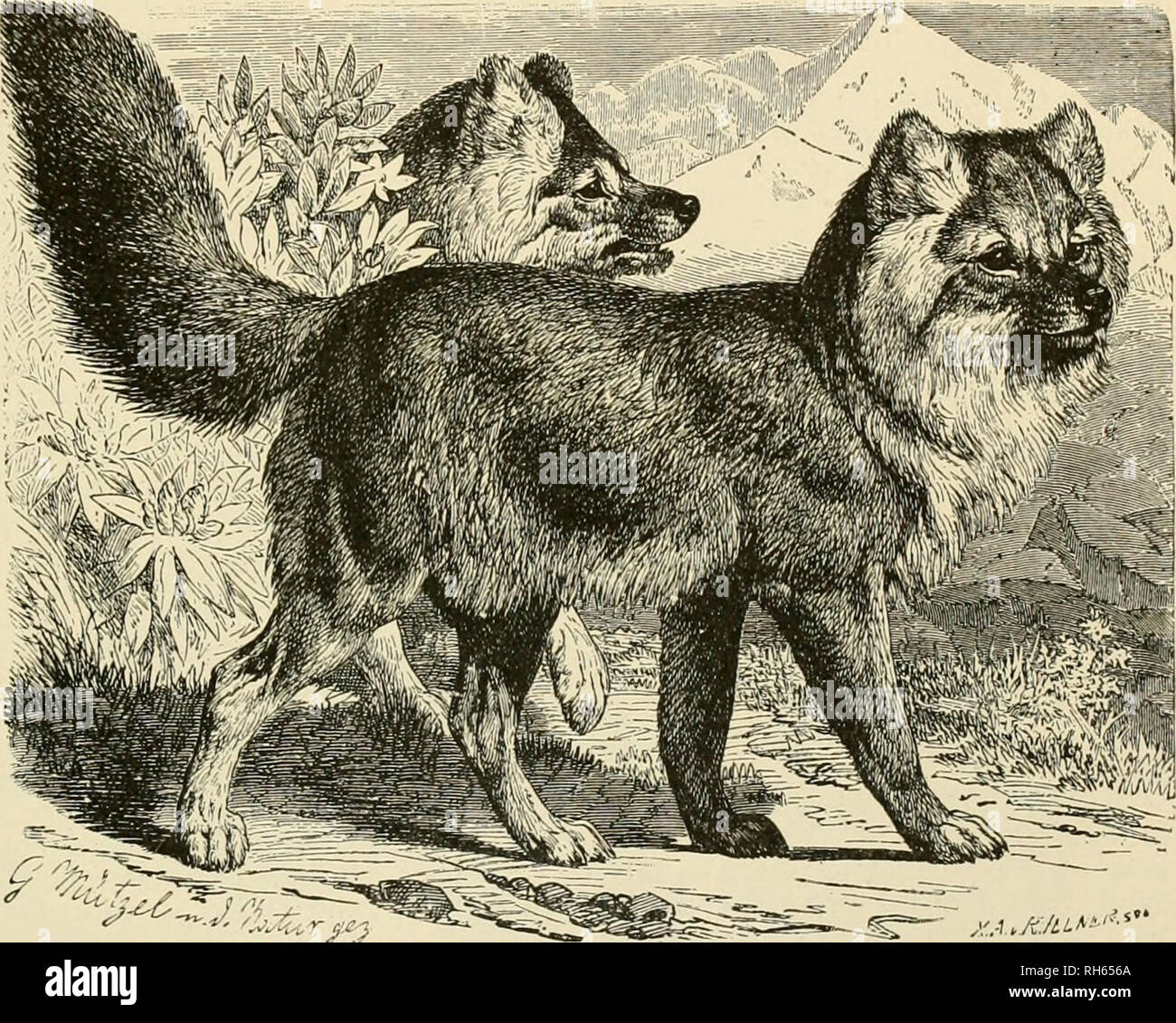 . Brehm's Life of animals : a complete natural history for popular home ...