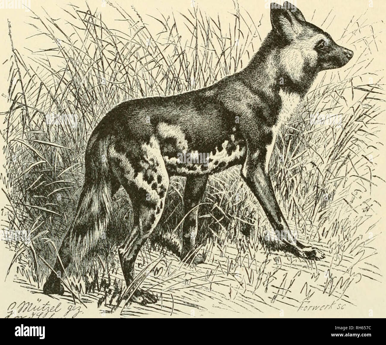 Boisterous behavior hi-res stock photography and images - Alamy