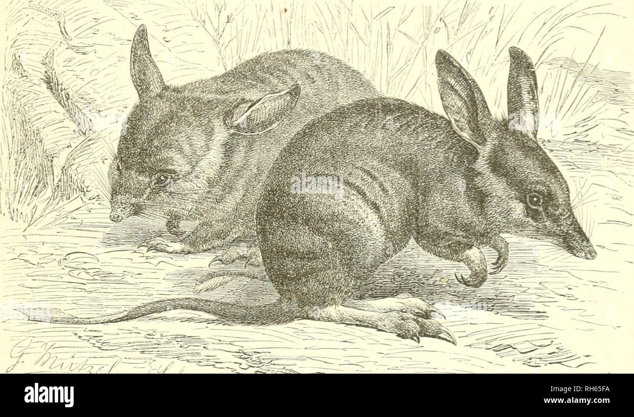 Perameles nasuta hi-res stock photography and images - Alamy