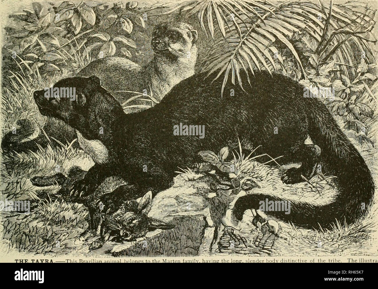 . Brehm's Life of animals : a complete natural history for popular home ...