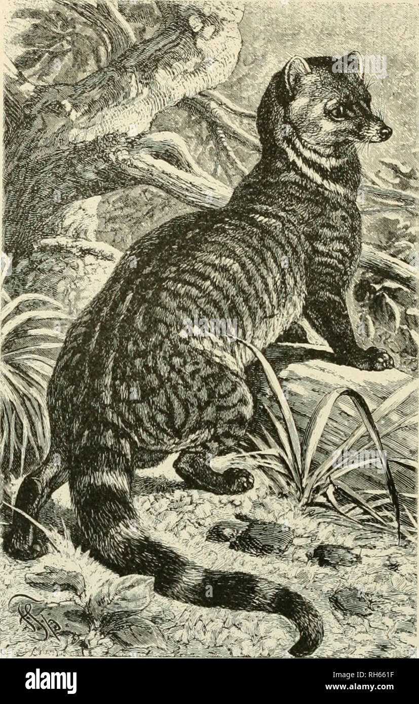 Dark Matter Creatures