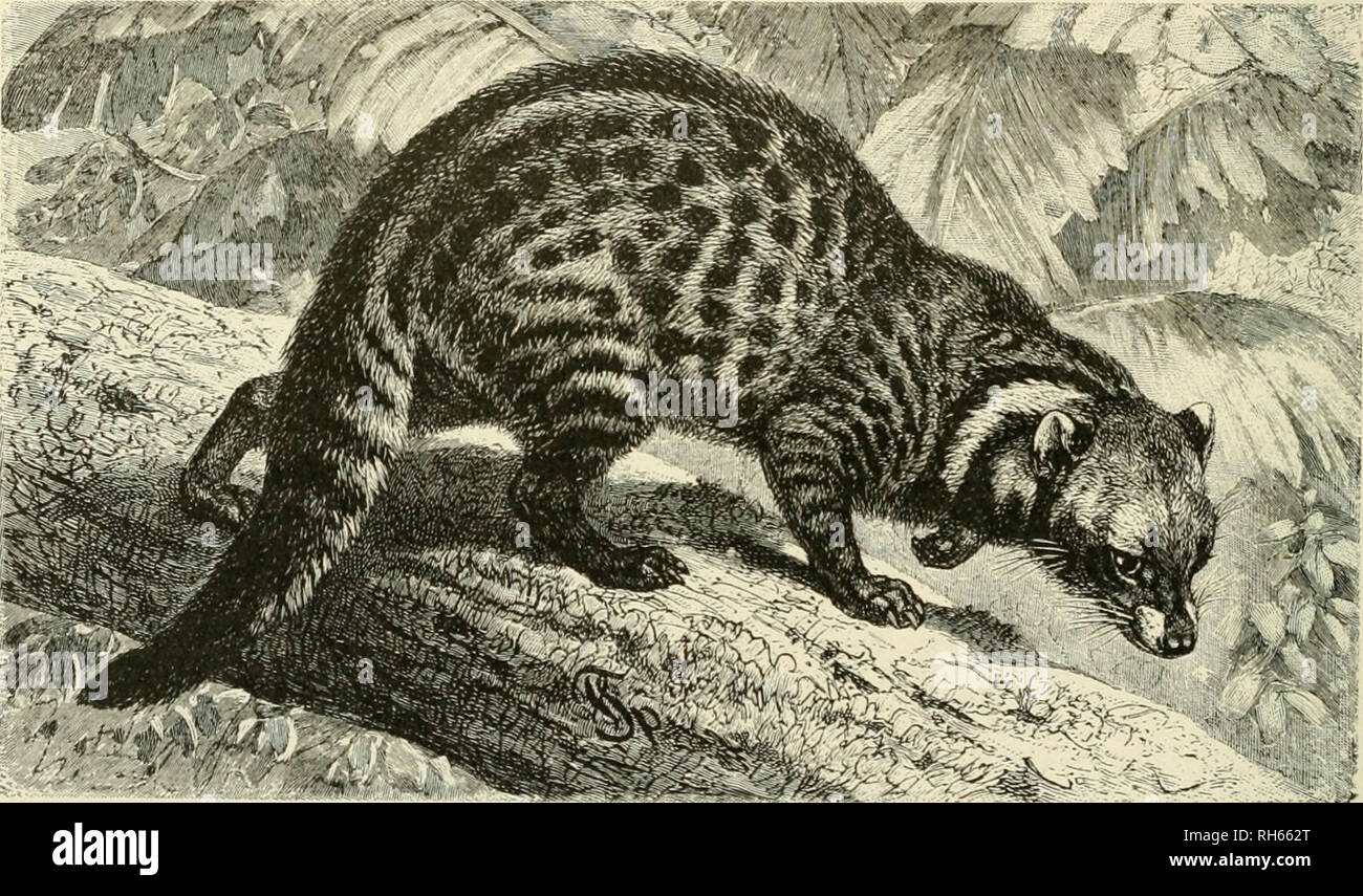 Animal behavior african civet hi-res stock photography and images - Alamy