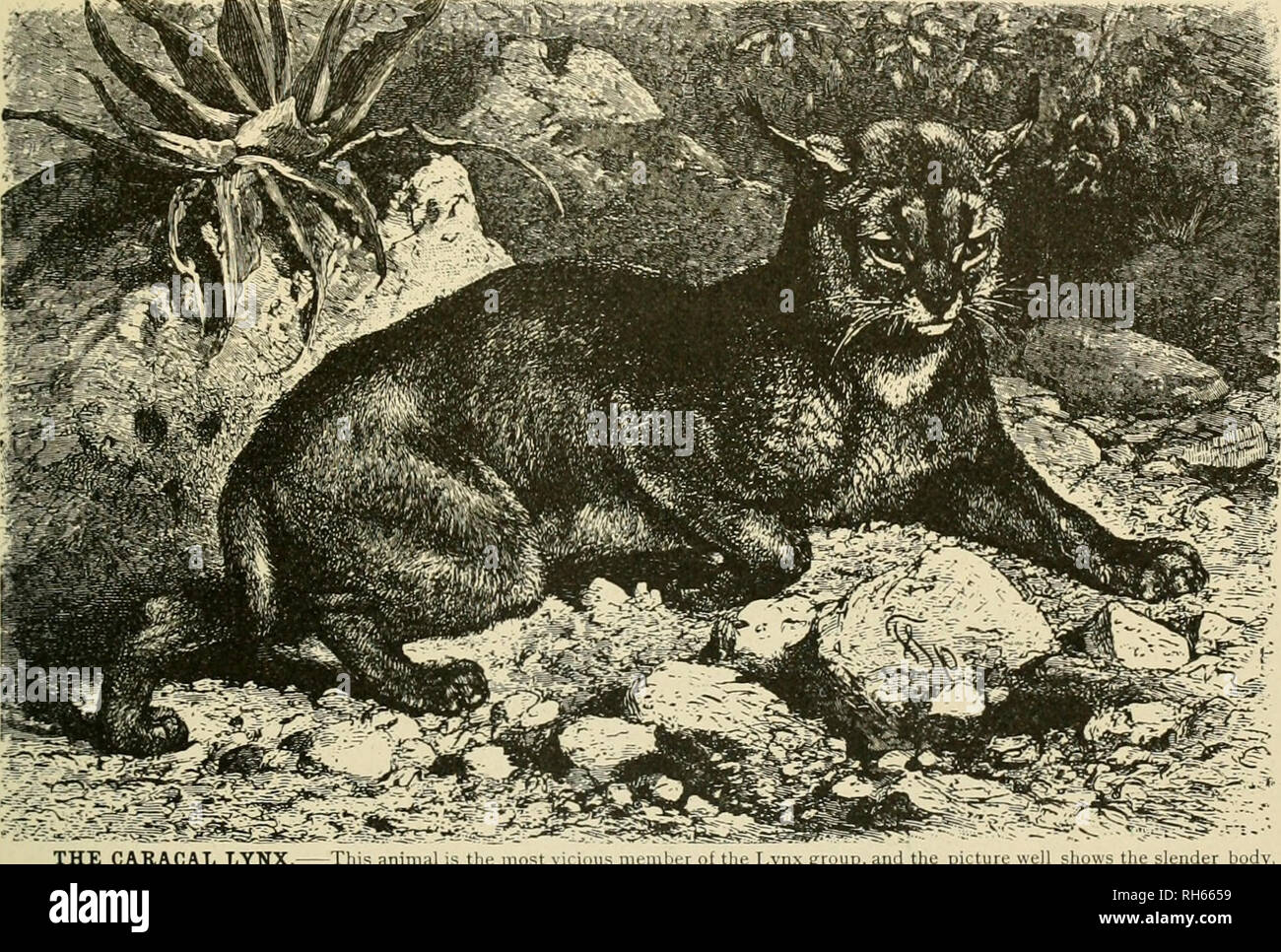 The cat crept hi-res stock photography and images - Alamy