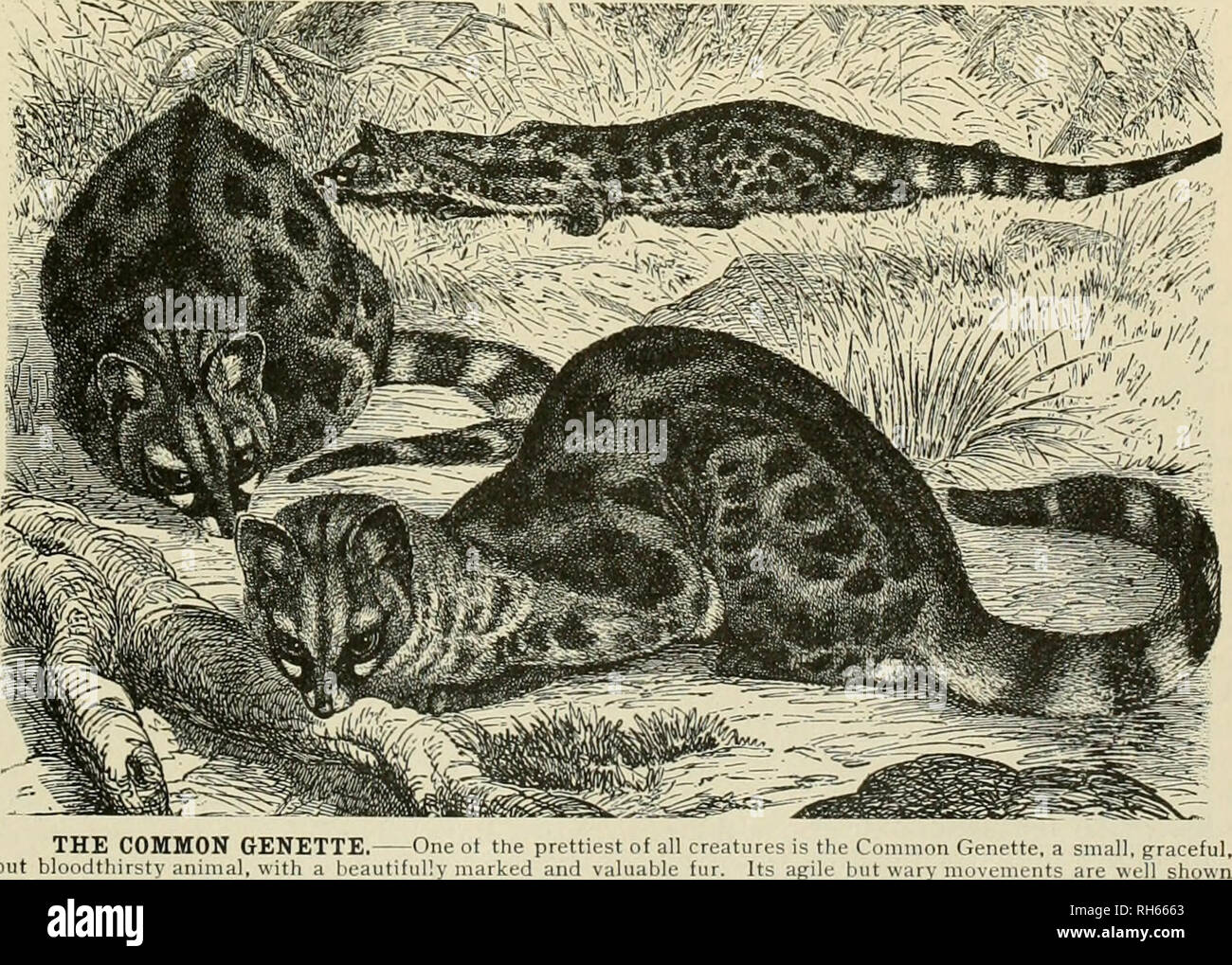 Animal behavior african civet hi-res stock photography and images - Alamy