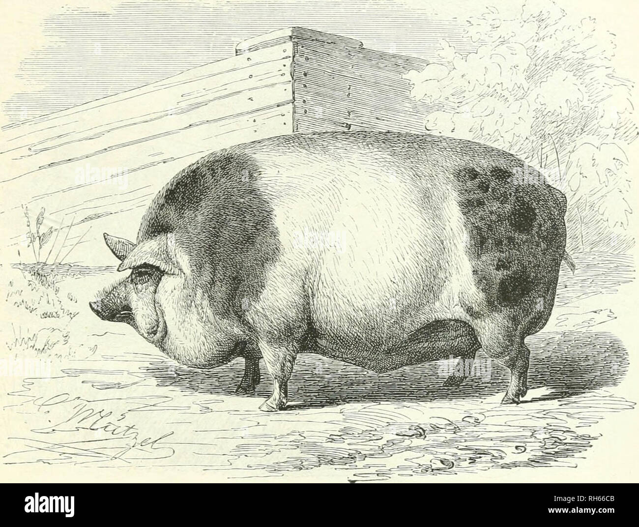 Ohc er hi-res stock photography and images - Alamy