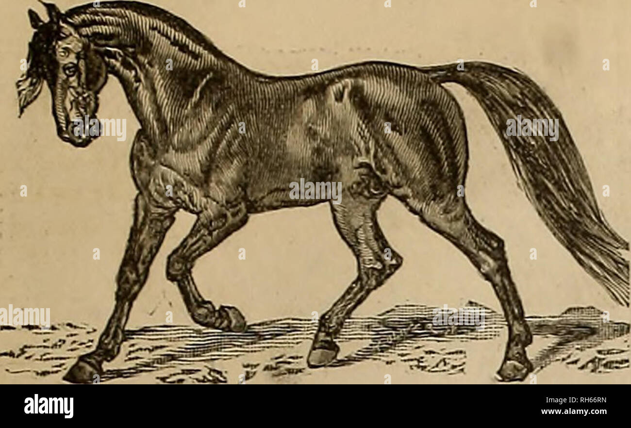 . Breeder and sportsman. Horses. 1883 2*ke forcedcv mul j?pxa'tstimtx ...