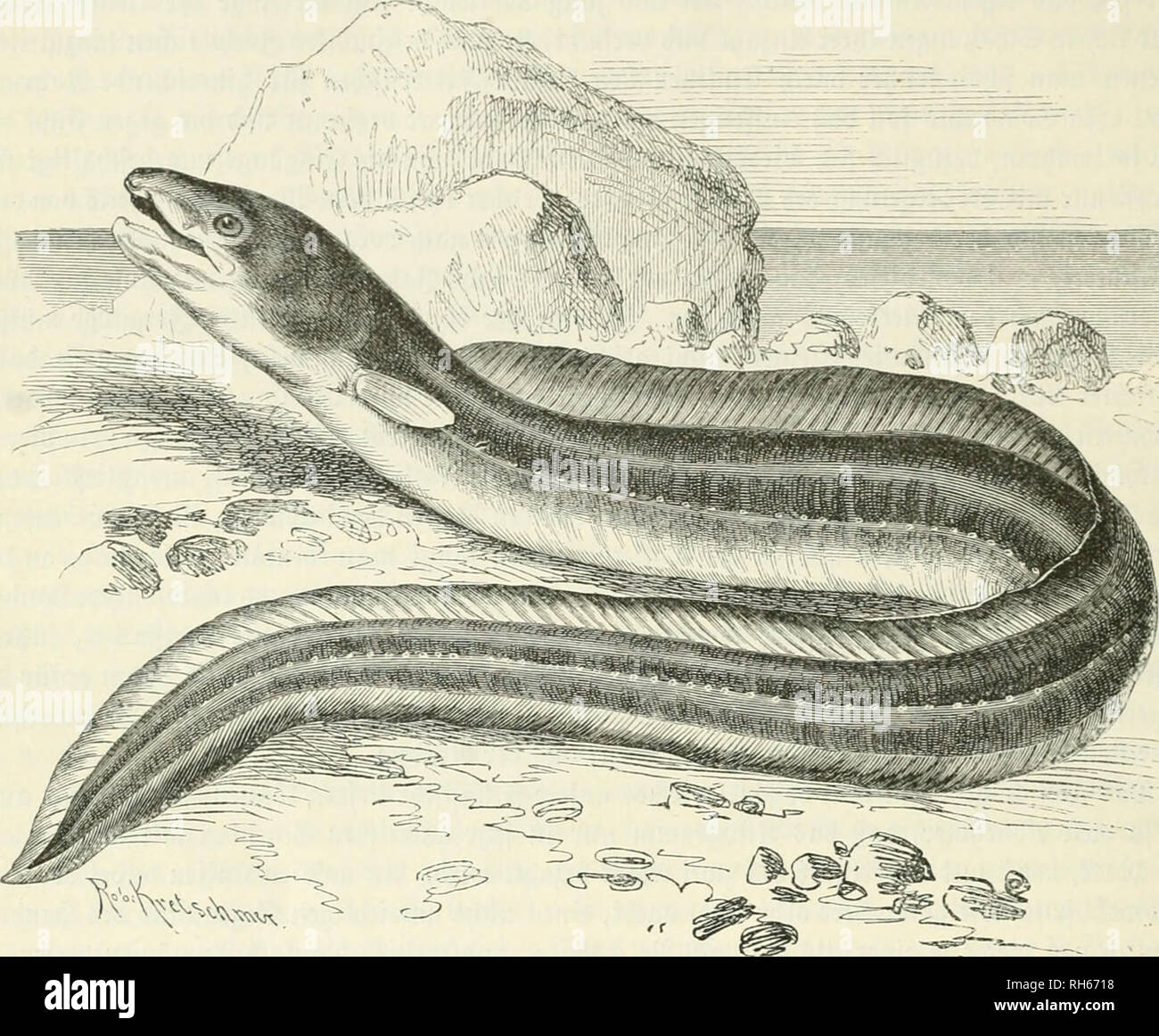 Seeaal hi-res stock photography and images - Alamy