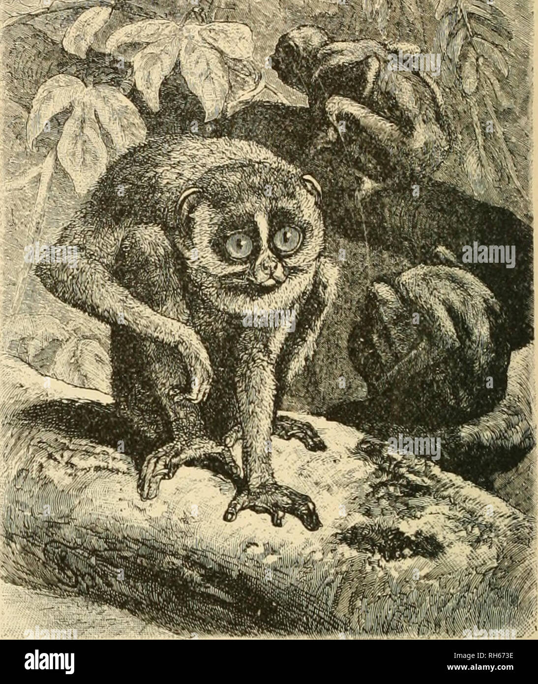 Slow loris food hi-res stock photography and images - Alamy